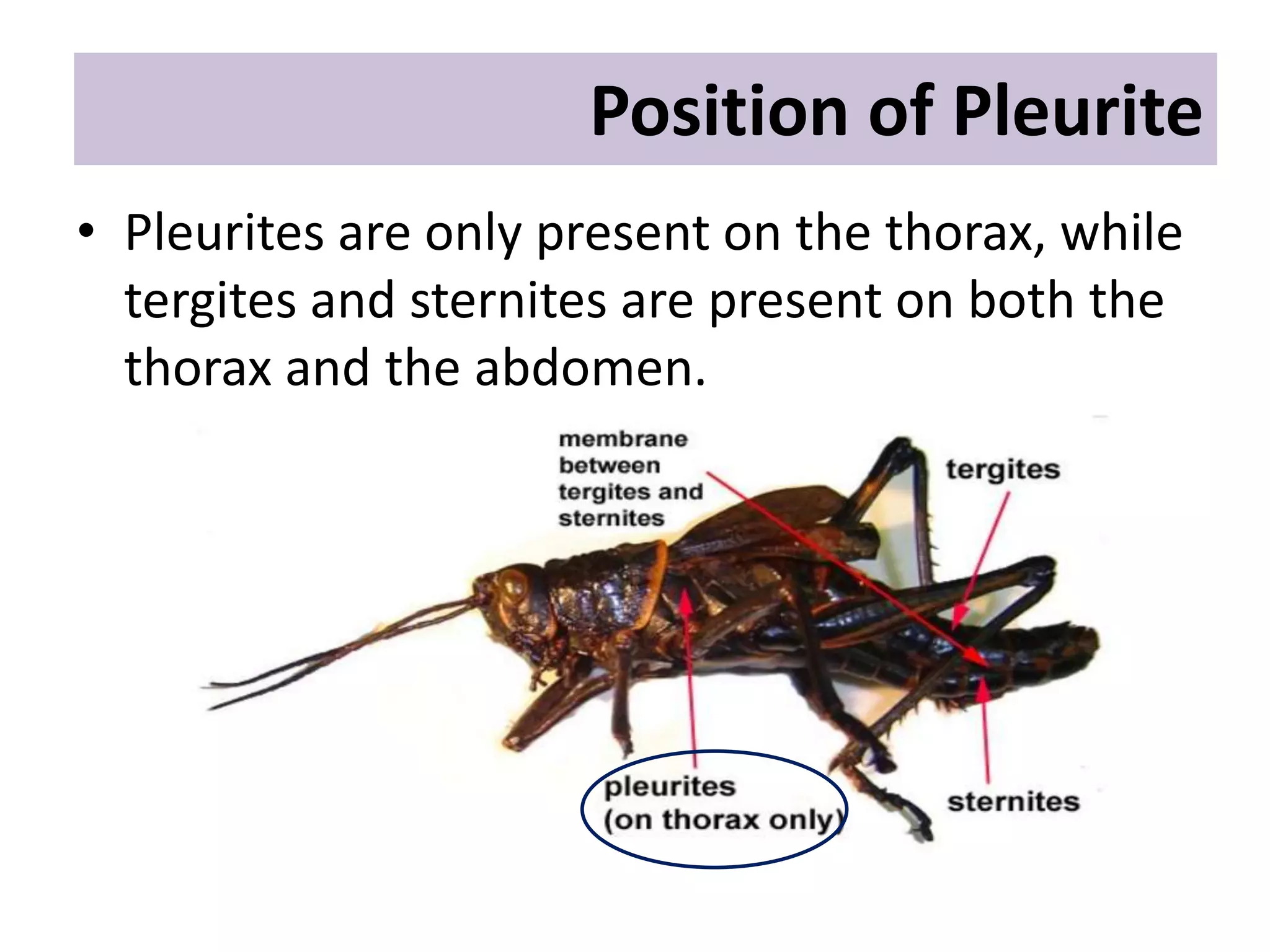 Insect sternites & pleurites | PPTX