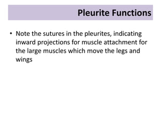 Insect sternites & pleurites | PPTX