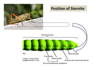 Insect sternites & pleurites | PPTX