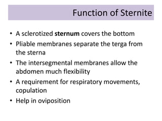 Insect sternites & pleurites | PPTX