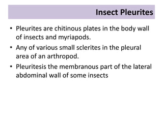 Insect sternites & pleurites | PPTX