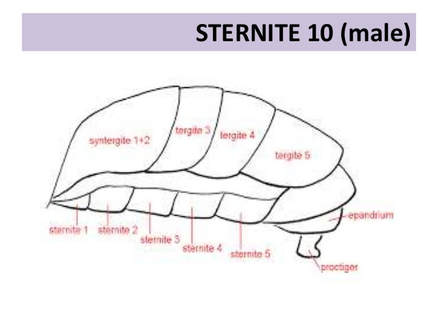 Insect sternites & pleurites