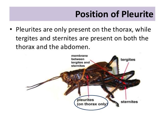 Insect sternites & pleurites