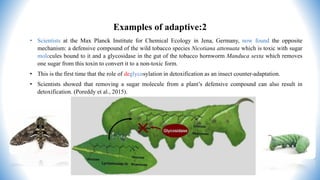 Insects that feed on toxic plants (adaptation) | PPT
