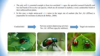 Insects that feed on toxic plants (adaptation) | PDF