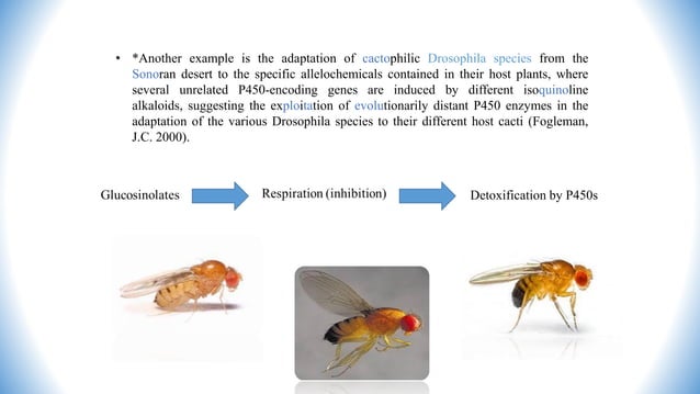Insects that feed on toxic plants (adaptation) | PPT
