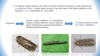Insects that feed on toxic plants (adaptation) | PPT