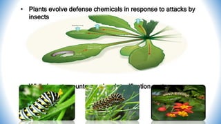 Insects that feed on toxic plants (adaptation) | PDF