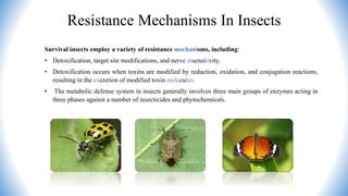 Insects that feed on toxic plants (adaptation) | PPT