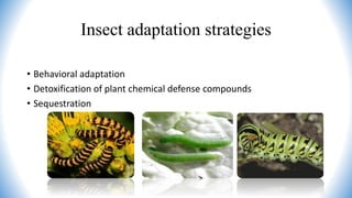 Insects that feed on toxic plants (adaptation) | PPT
