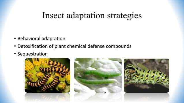 Insects that feed on toxic plants (adaptation) | PPT