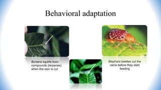 Insects that feed on toxic plants (adaptation) | PPT