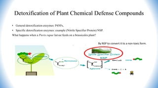 Insects that feed on toxic plants (adaptation) | PPT