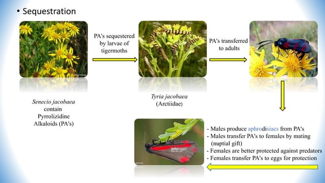 Insects that feed on toxic plants (adaptation) | PPT
