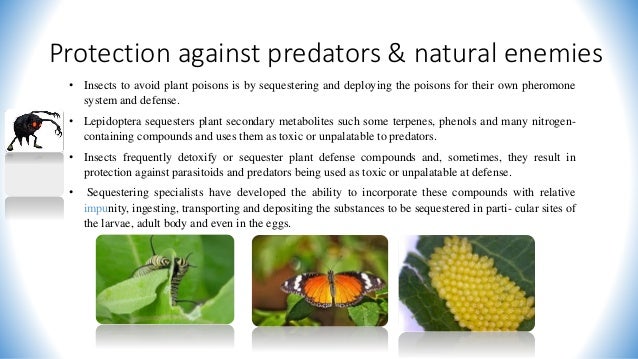 Insects that feed on toxic plants (adaptation)