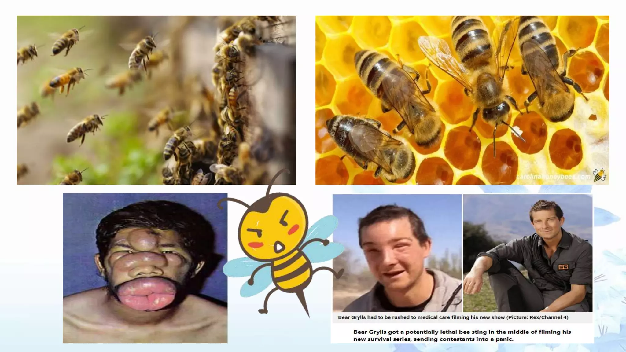 Insect Sting and bite management.pptx