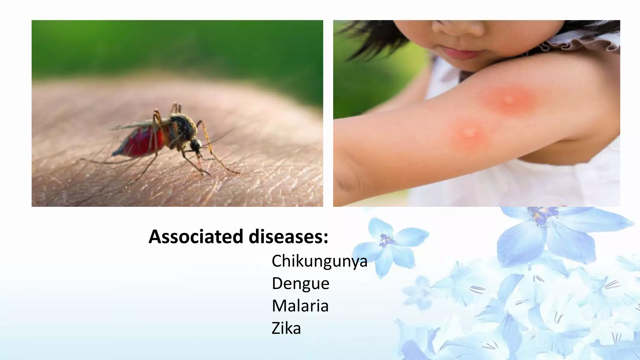 Insect Sting and bite management.pptx