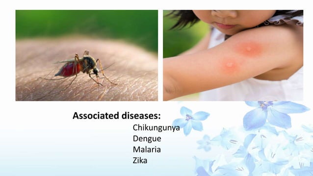 Insect Sting and bite management.pptx