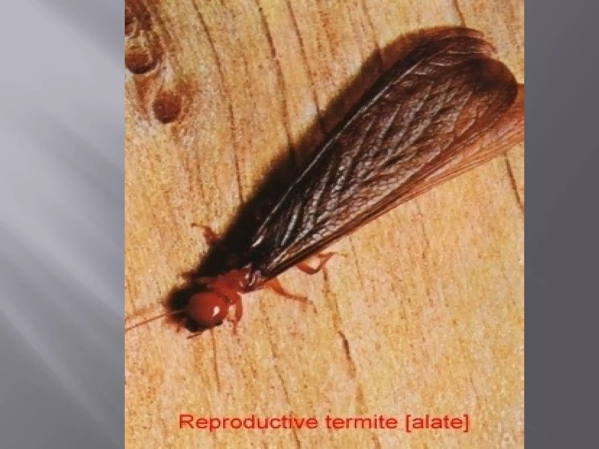 Insects [training] | PPT