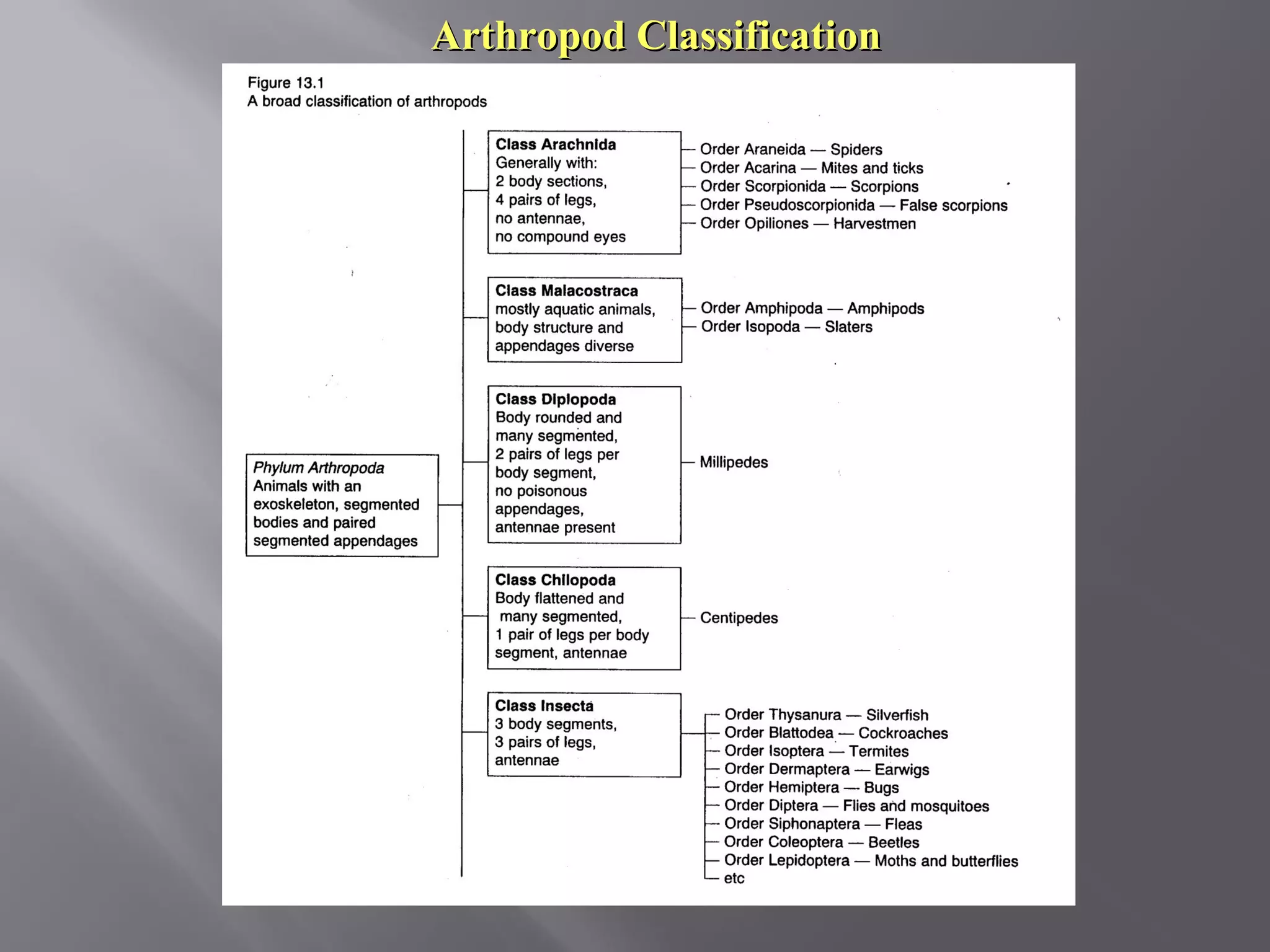 Insects [training] | PPT