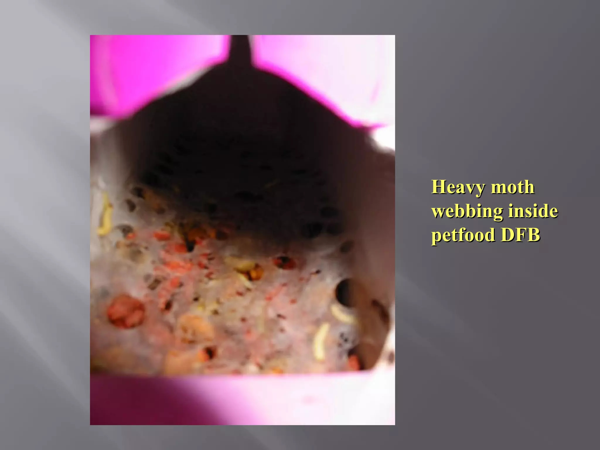 Insects [training] | PPT