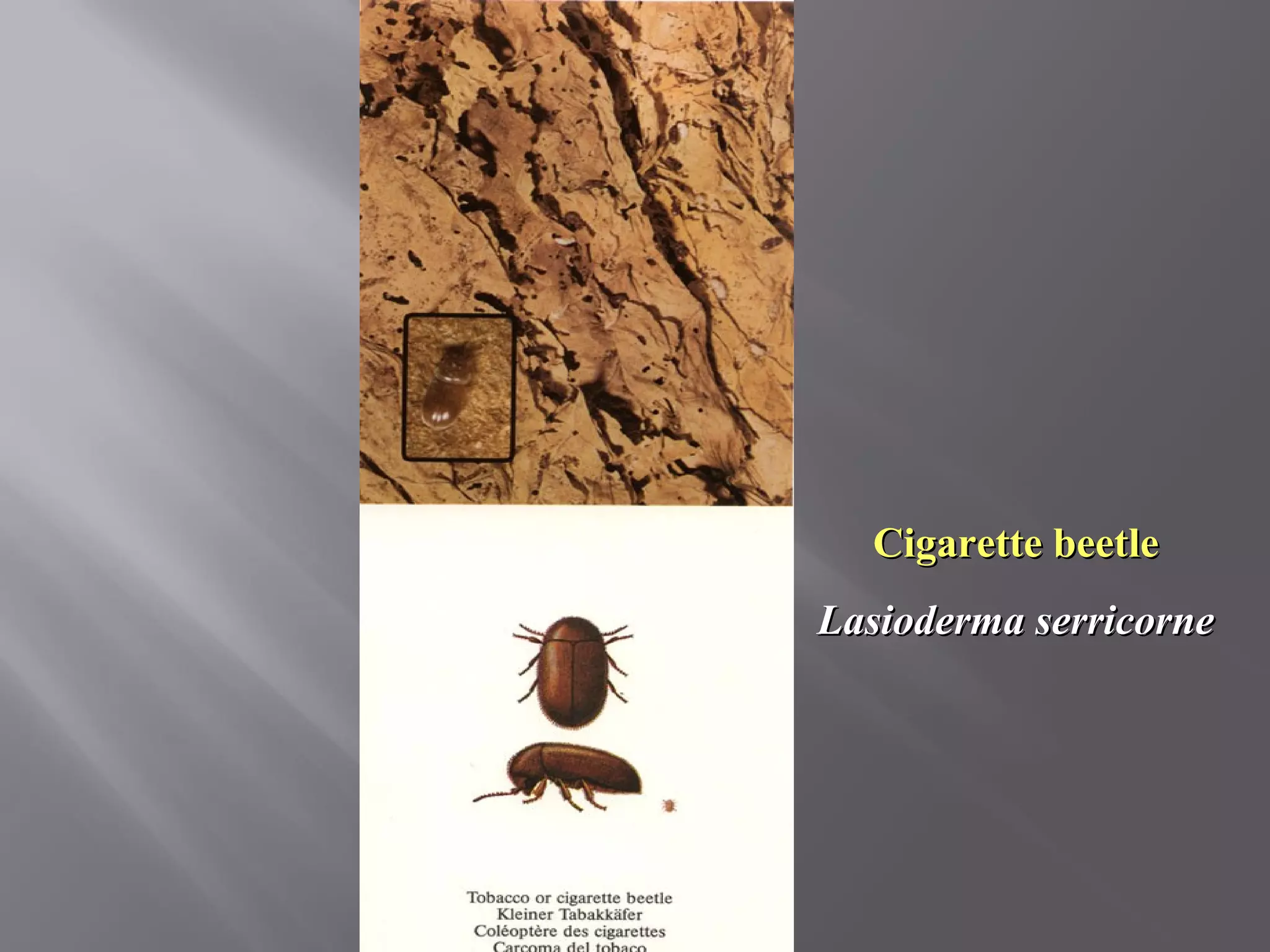 Insects [training] | PPT