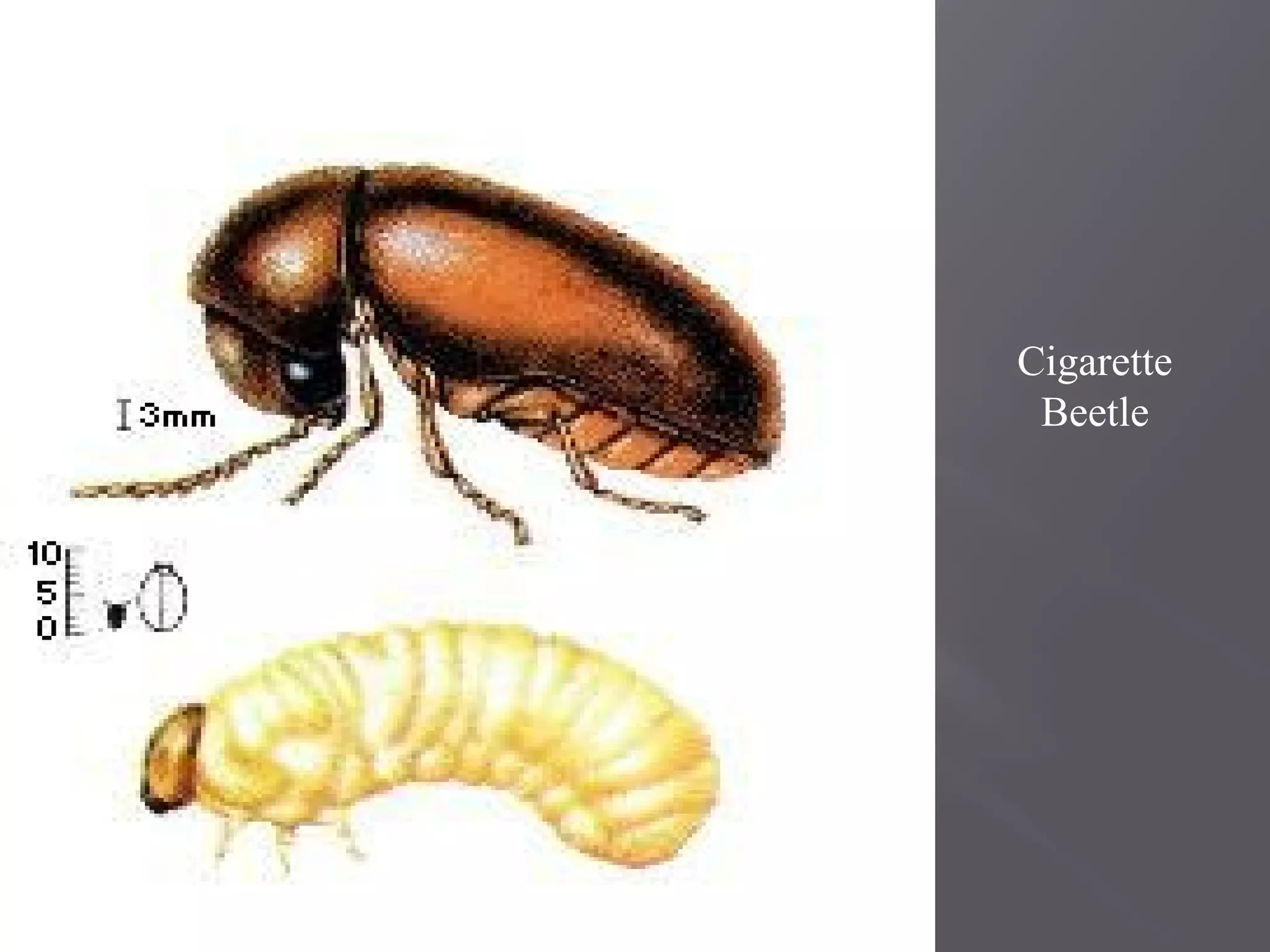 Insects [training] | PPT