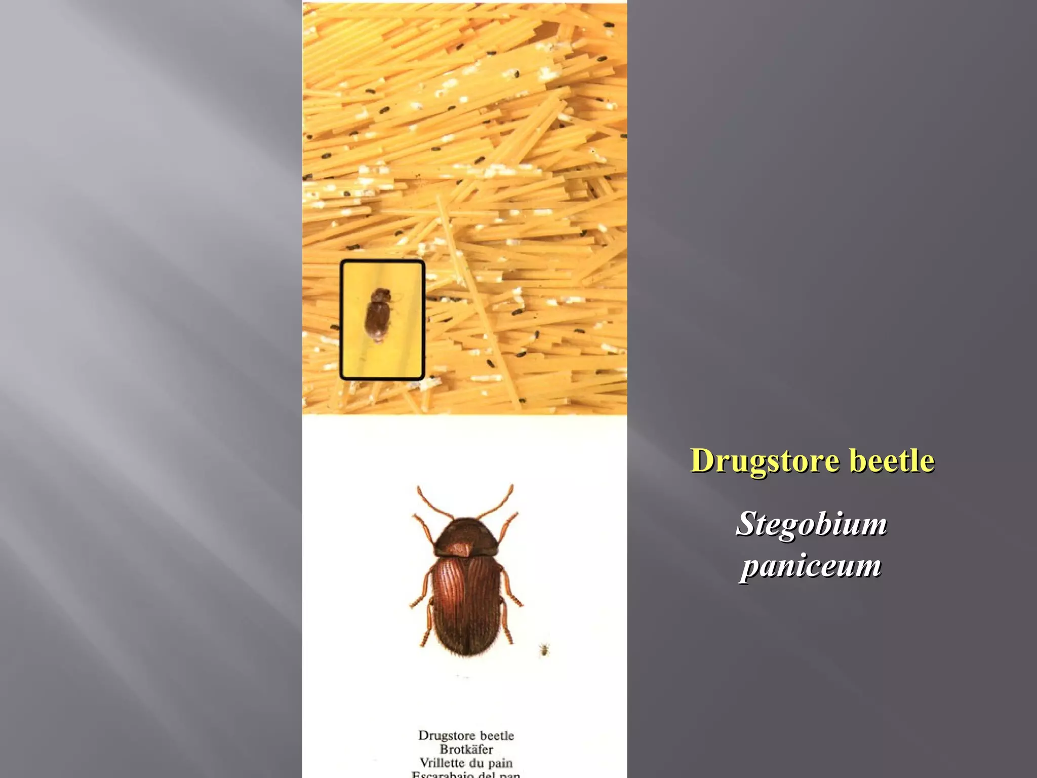 Insects [training] | PPT