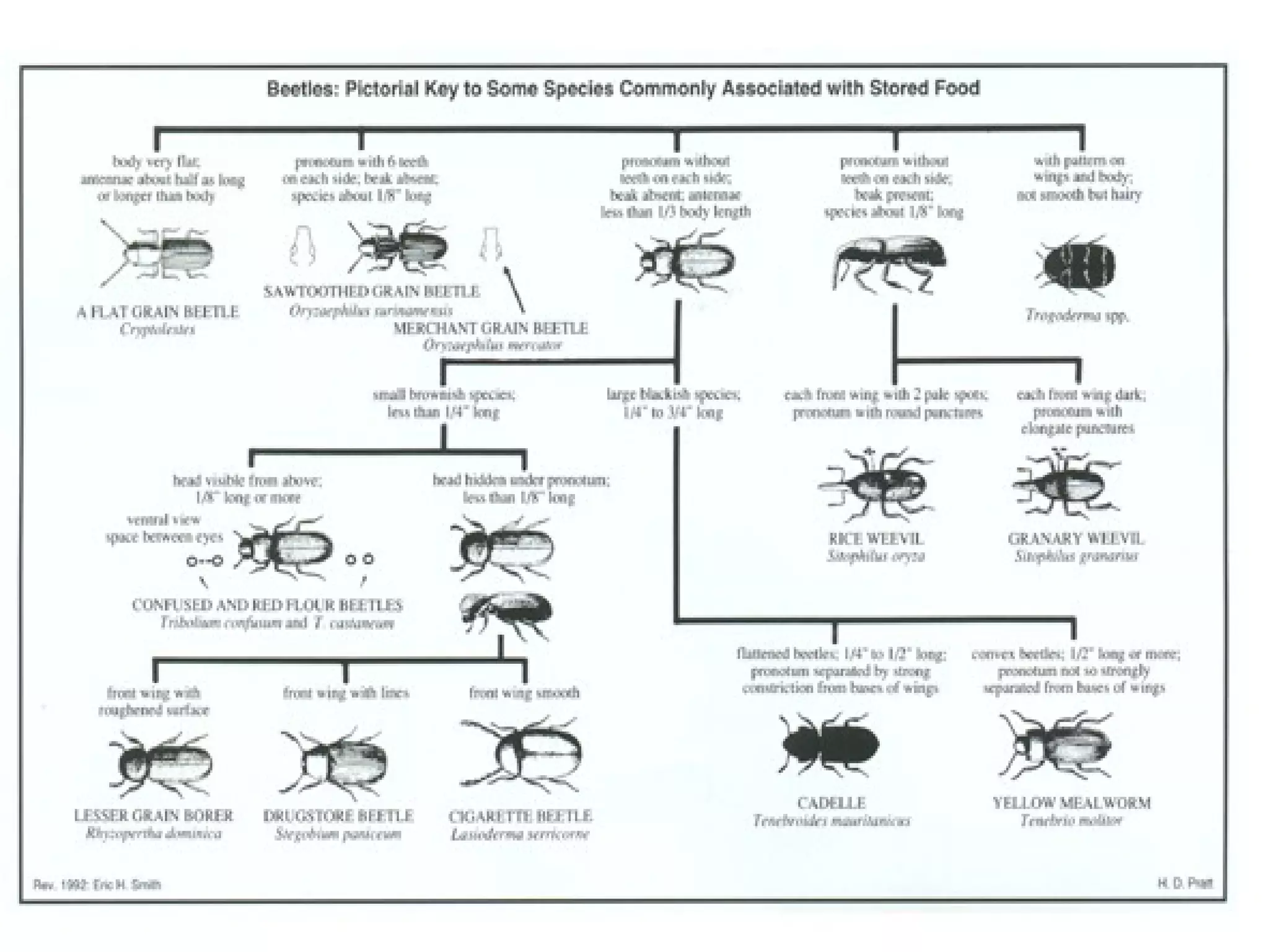 Insects [training] | PPT