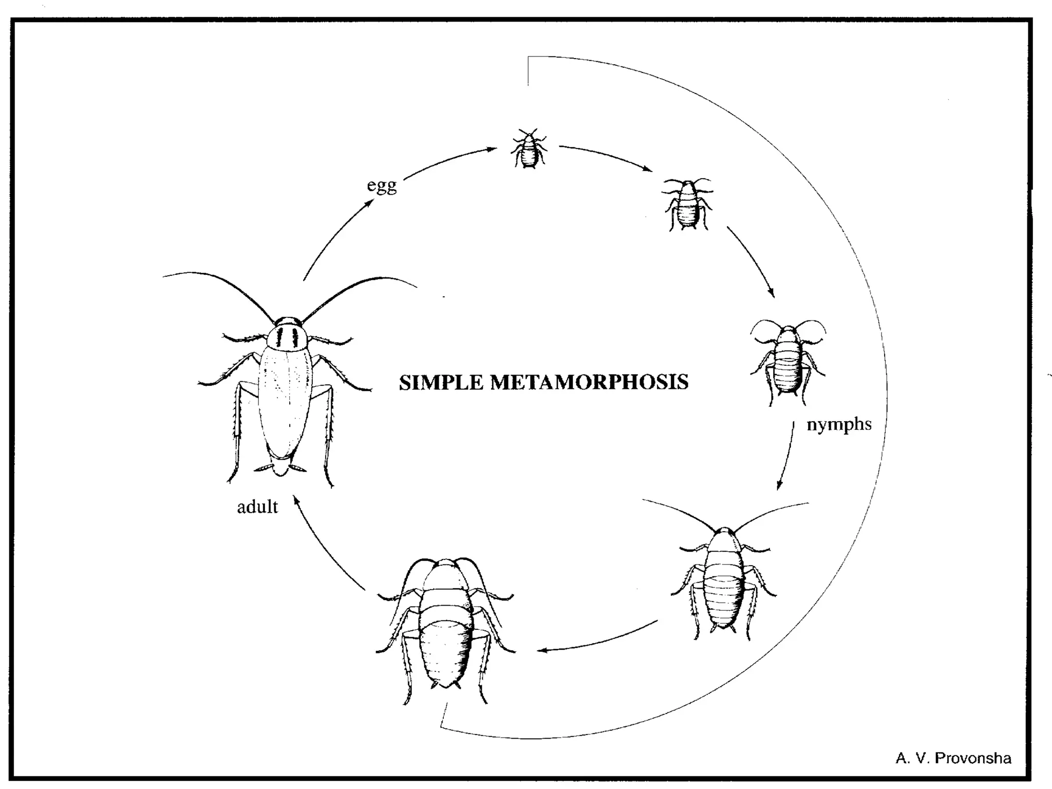 Insects [training] | PPT