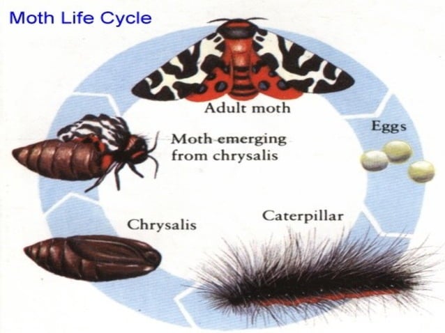 Insects [training] | PPT