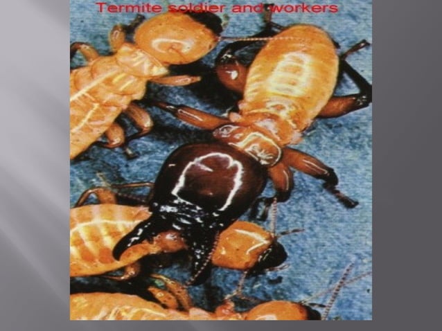 Insects [training] | PPT