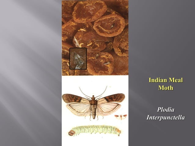 Insects [training] | PPT