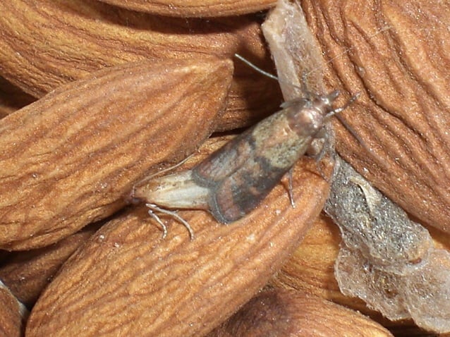 Insects [training] | PPT