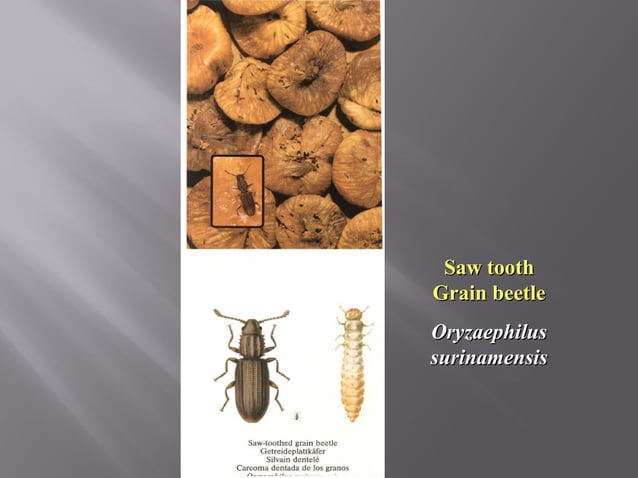 Insects [training] | PPT