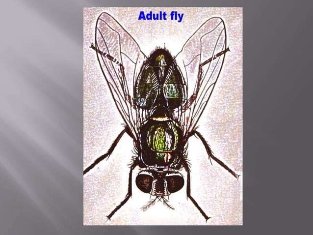 Insects [training] | PPT