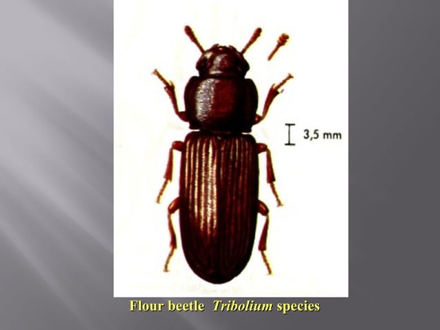 Insects [training] | PPT