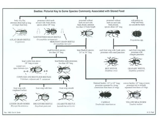 Insects [training] | PPT