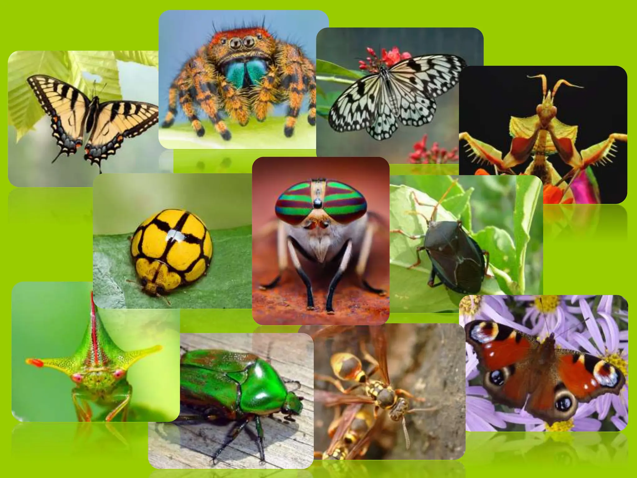 Arte- simetría de insectos más imprimibles.ppt
