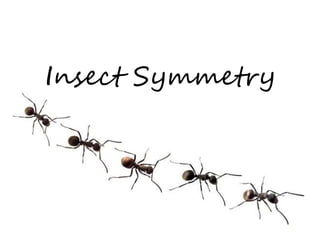 Arte- simetría de insectos más imprimibles.ppt