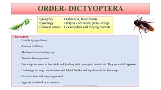 insect taxonomy presentation for B.Sc. agriculture | PPTX
