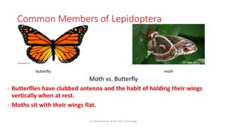 insect taxonomy presentation for B.Sc. agriculture | PPTX