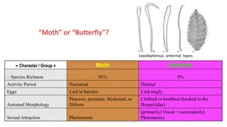 insect taxonomy presentation for B.Sc. agriculture | PPTX
