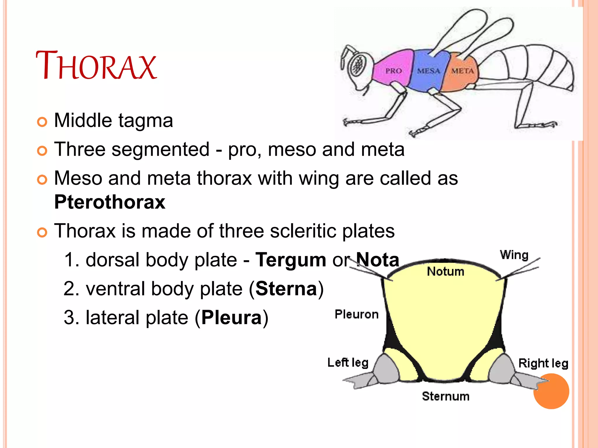 Insect thorax and abdomen | PPTX
