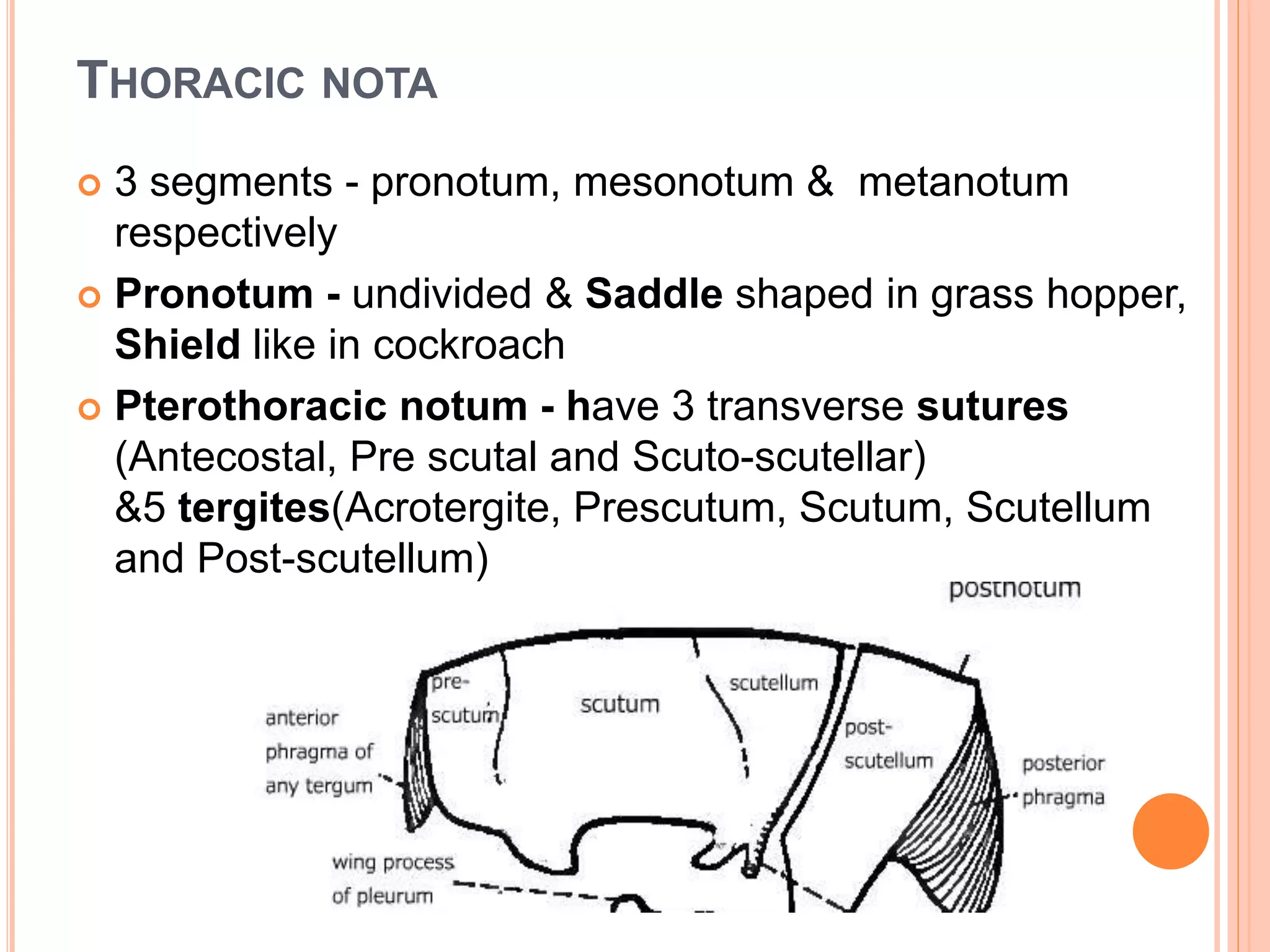 Insect thorax and abdomen | PPTX