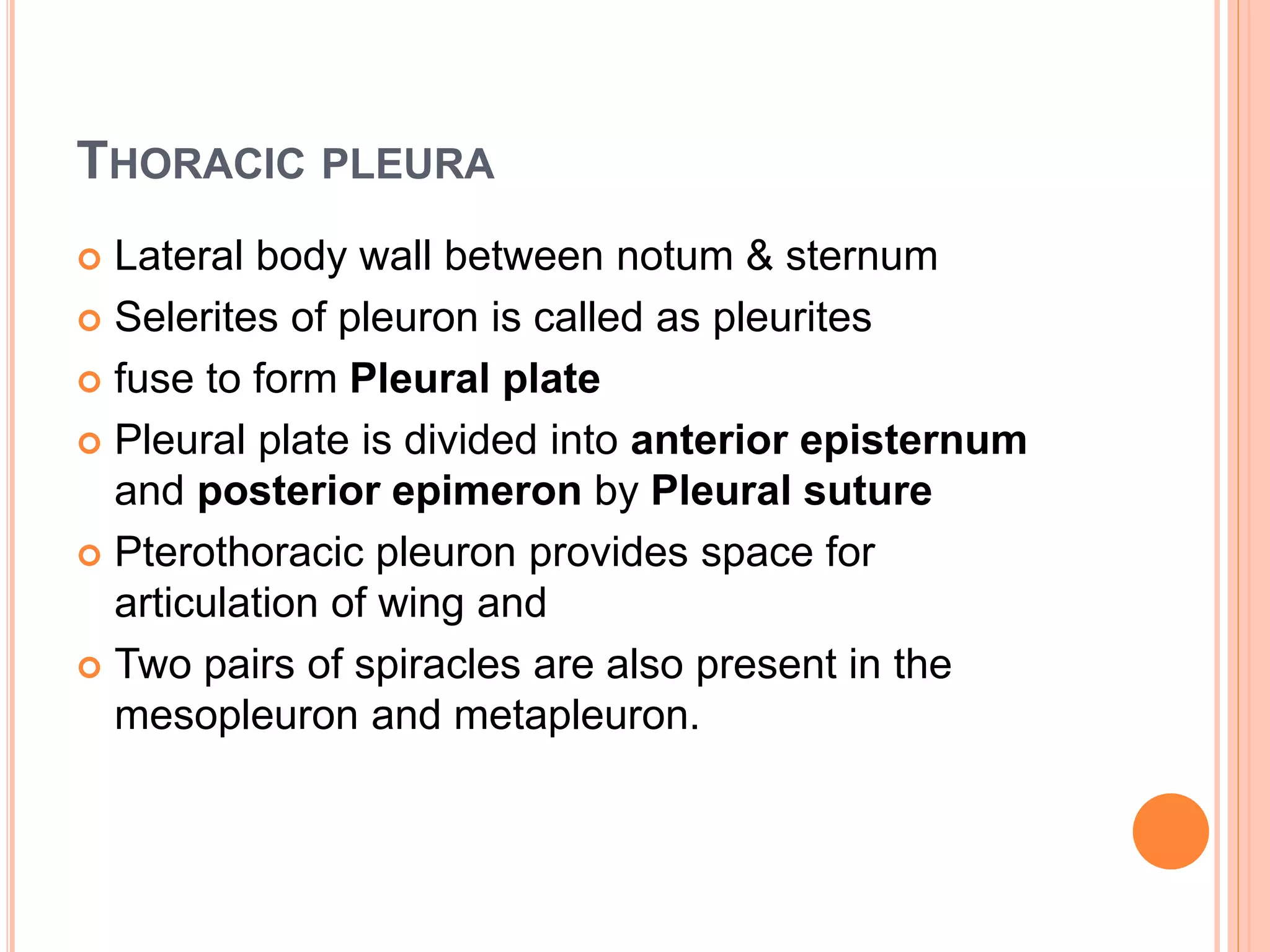 Insect thorax and abdomen | PPTX