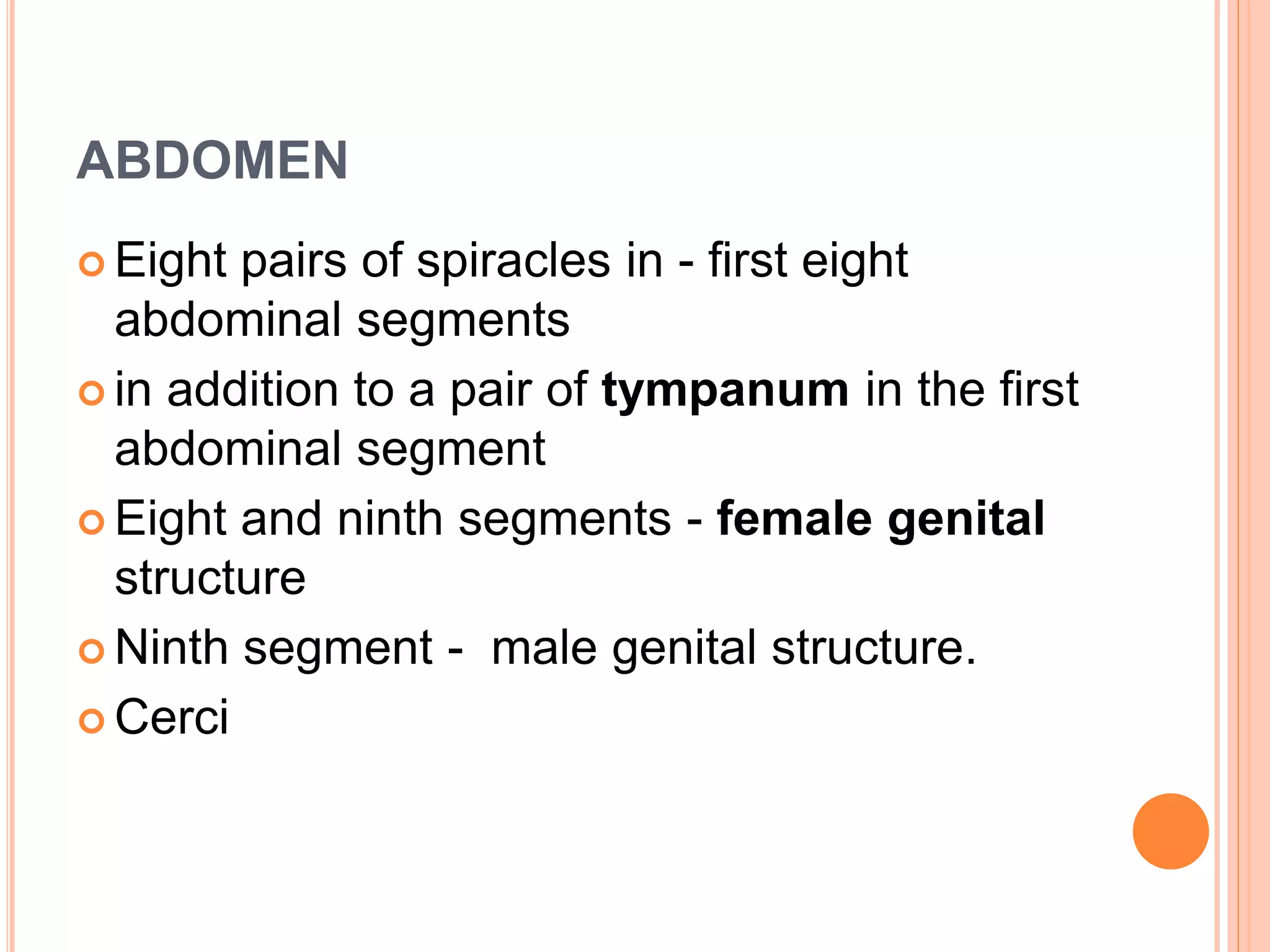 Insect thorax and abdomen | PPTX