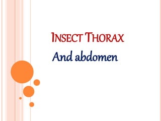 Insect thorax and abdomen | PPTX