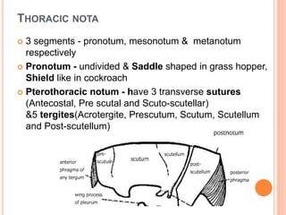 Insect thorax and abdomen | PPTX