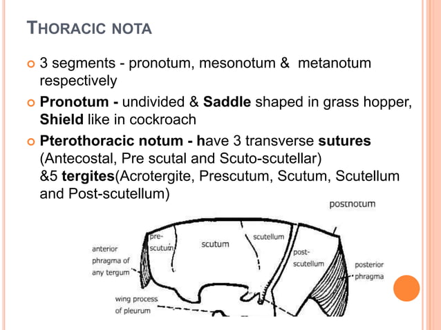 Insect thorax and abdomen | PPTX